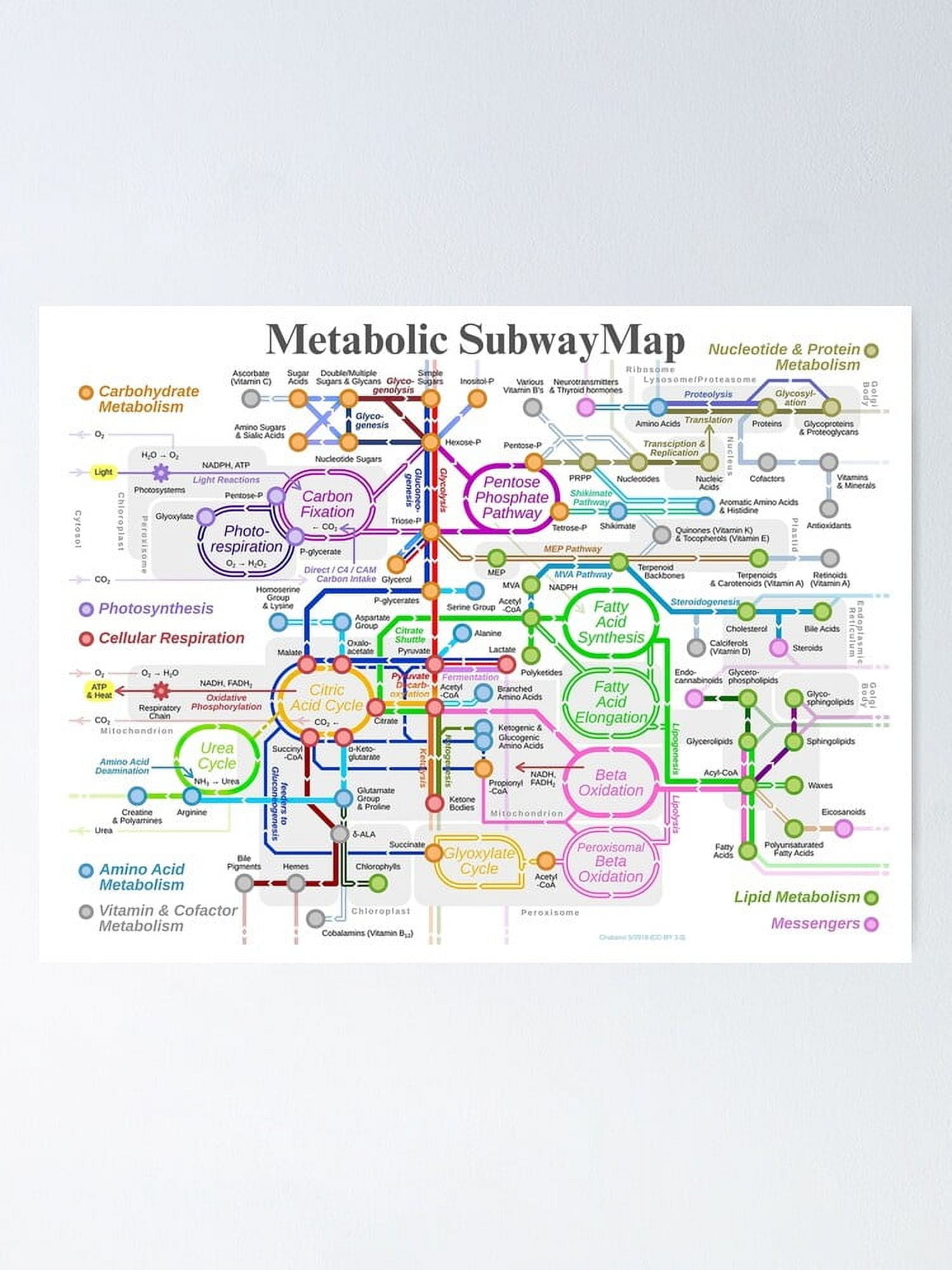 Aaroca Metabolic subway metro map pathway (Unframed) Classic Decoration ...