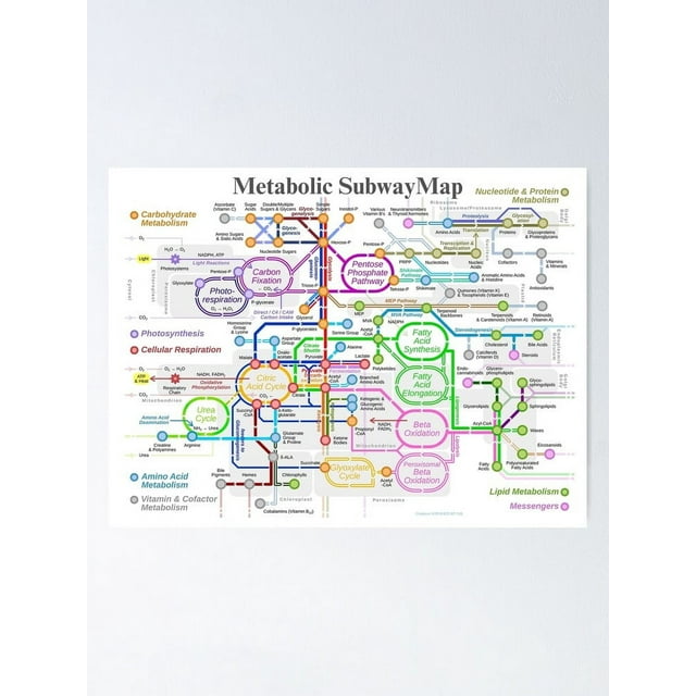 Aaroca Metabolic subway metro map pathway (Unframed) Classic Decoration ...