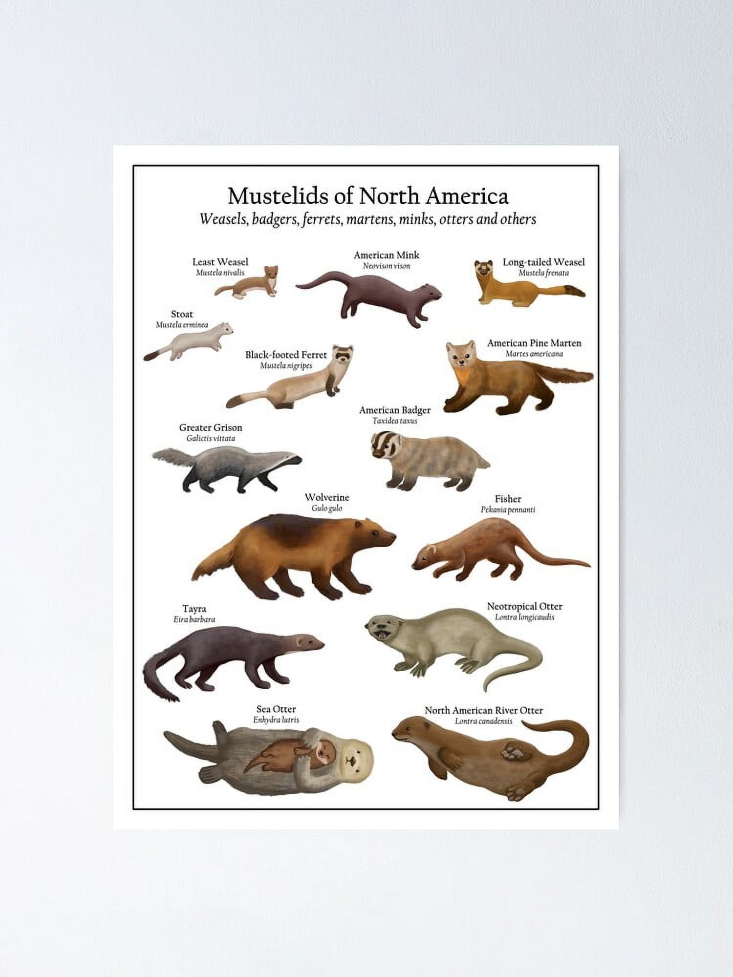 Aaroca Mustelids of North America (Weasels, Otters, Mink and More ...