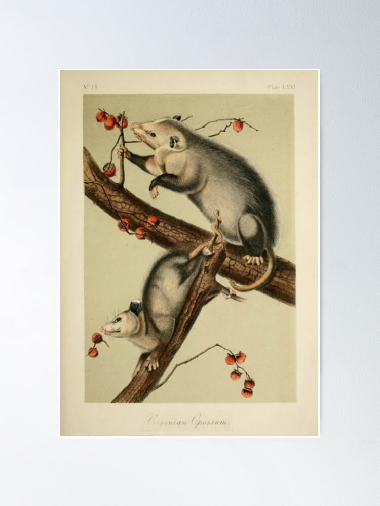 Aaroca Naturalist Opossum Poster Canvas Poster - Modern Wall Art for ...