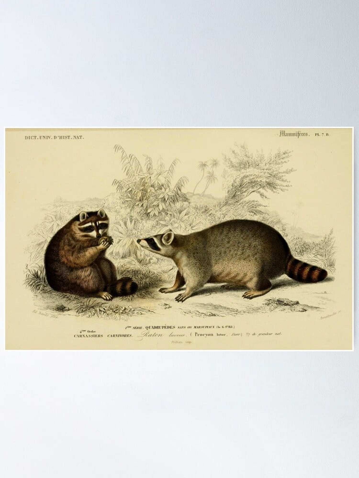 Aaroca Naturalist Raccoon Poster Canvas Poster - Modern Wall Art for ...