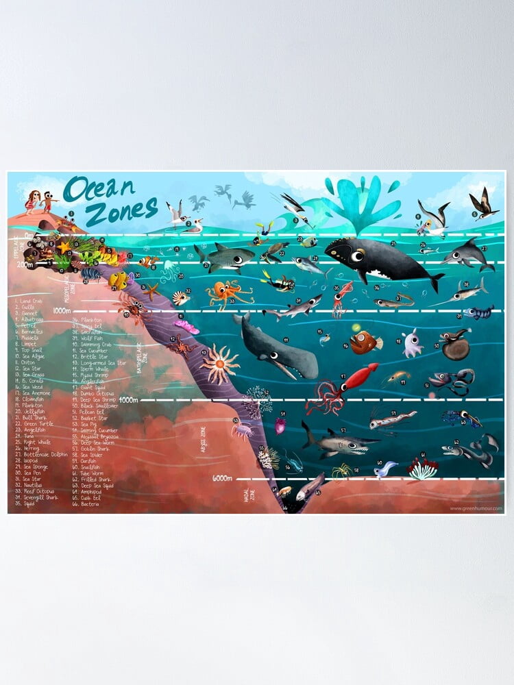 Aaroca Ocean Zones Illustration Poster Canvas Poster - Modern Wall Art ...
