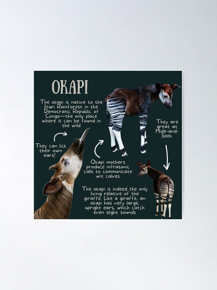 Aaroca Okapi Fun Facts Poster Canvas Poster - Modern Wall Art for Home & Office Decor, 12"x12 ...