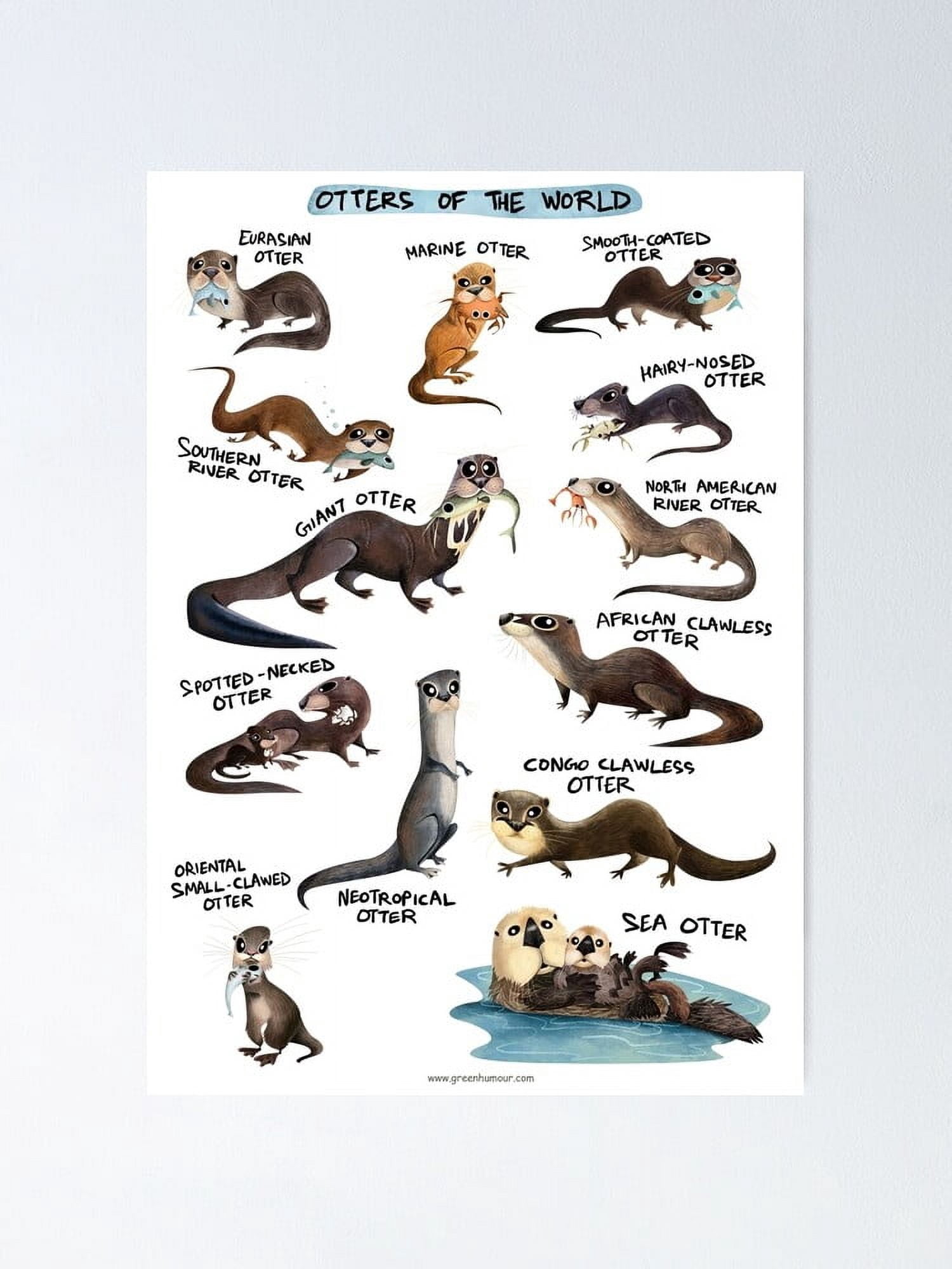 Aaroca Otters of the World Poster Classic Decoration for Office Modern ...