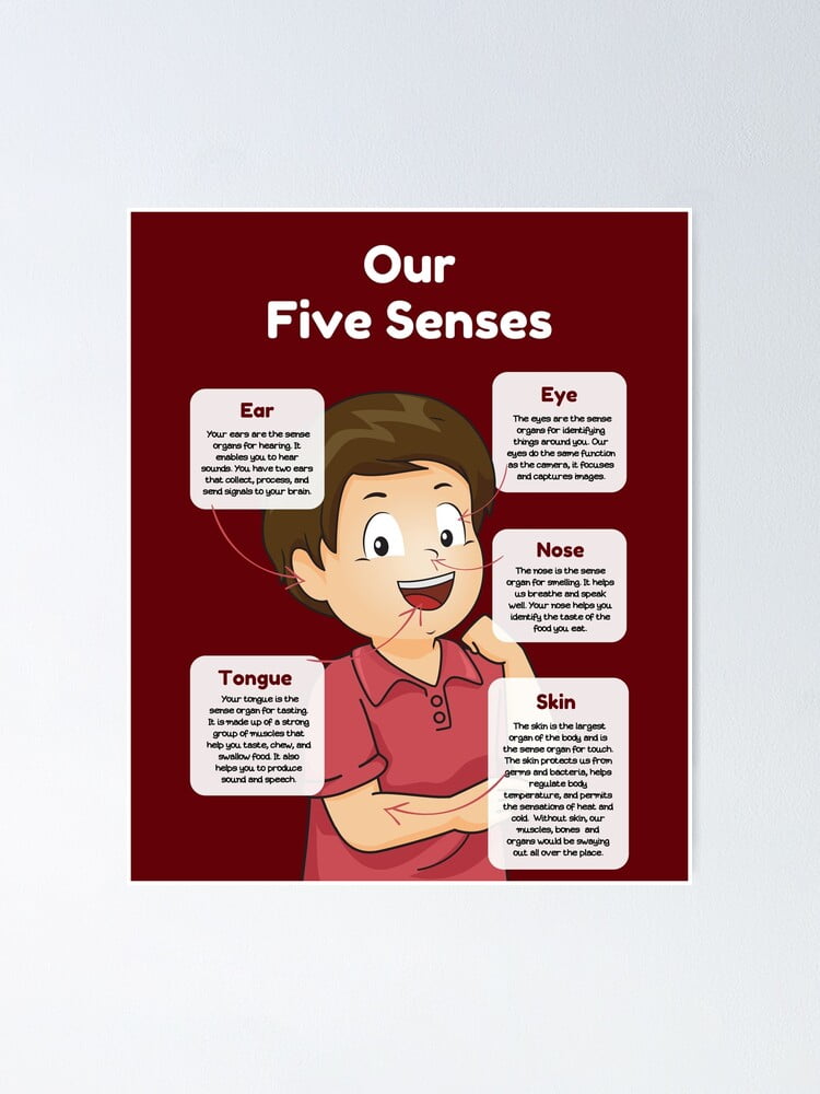 Aaroca Our five senses educational poster Poster Artwork Decor for ...