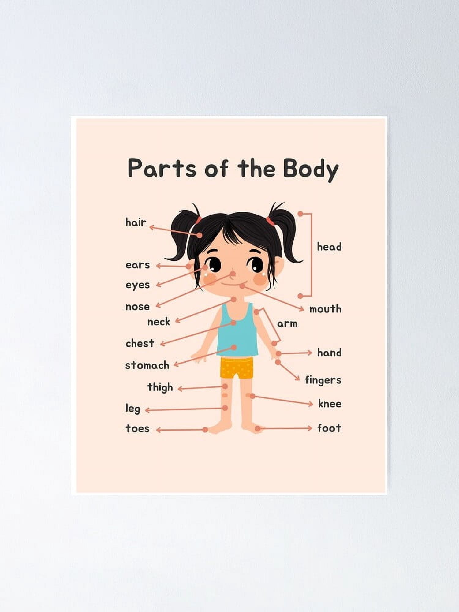 Aaroca Parts of the body educational poster Poster Artwork Decor for ...