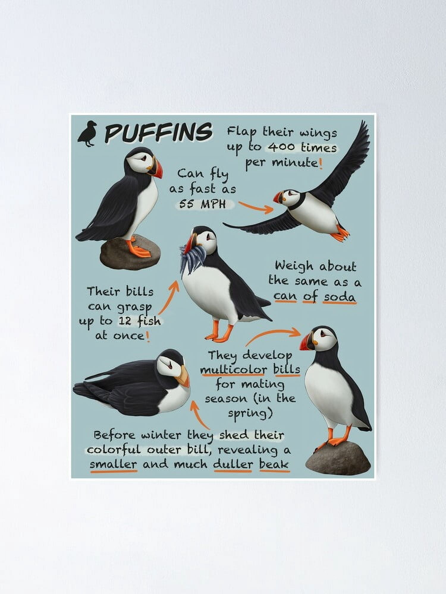 Aaroca Puffins Fun Animal Facts Poster Artwork Decor for Living Room ...