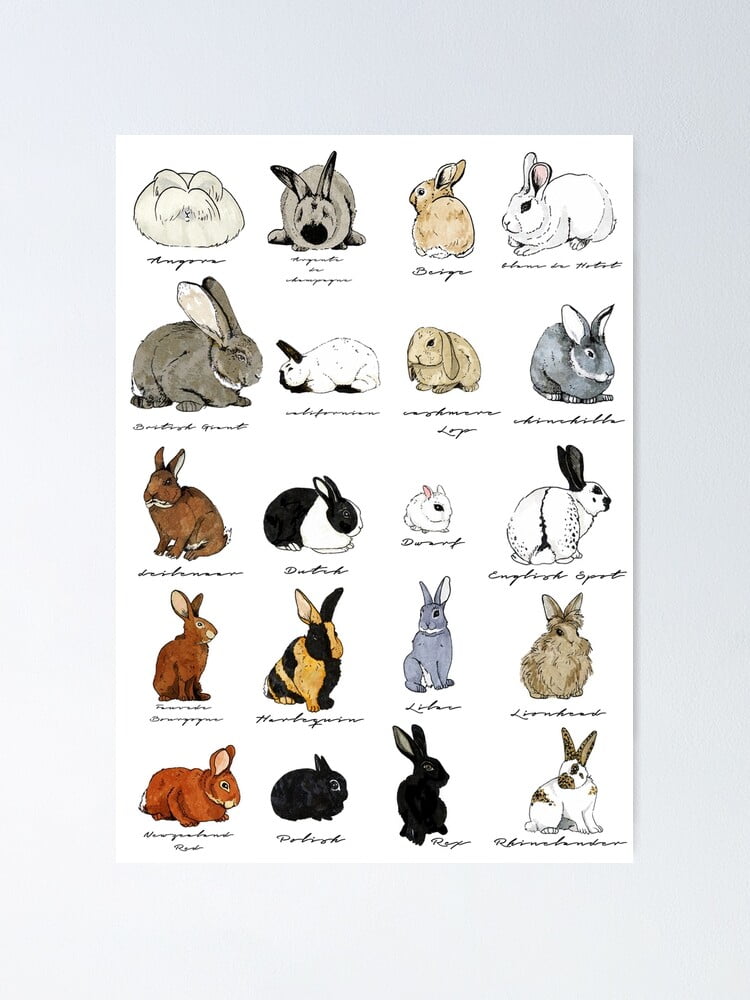Aaroca Rabbits Poster Canvas Poster - Modern Wall Art for Home & Office ...
