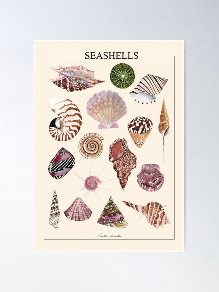 Aaroca SEASHELLS POSTER-beige line Poster Canvas Poster - Modern Wall ...