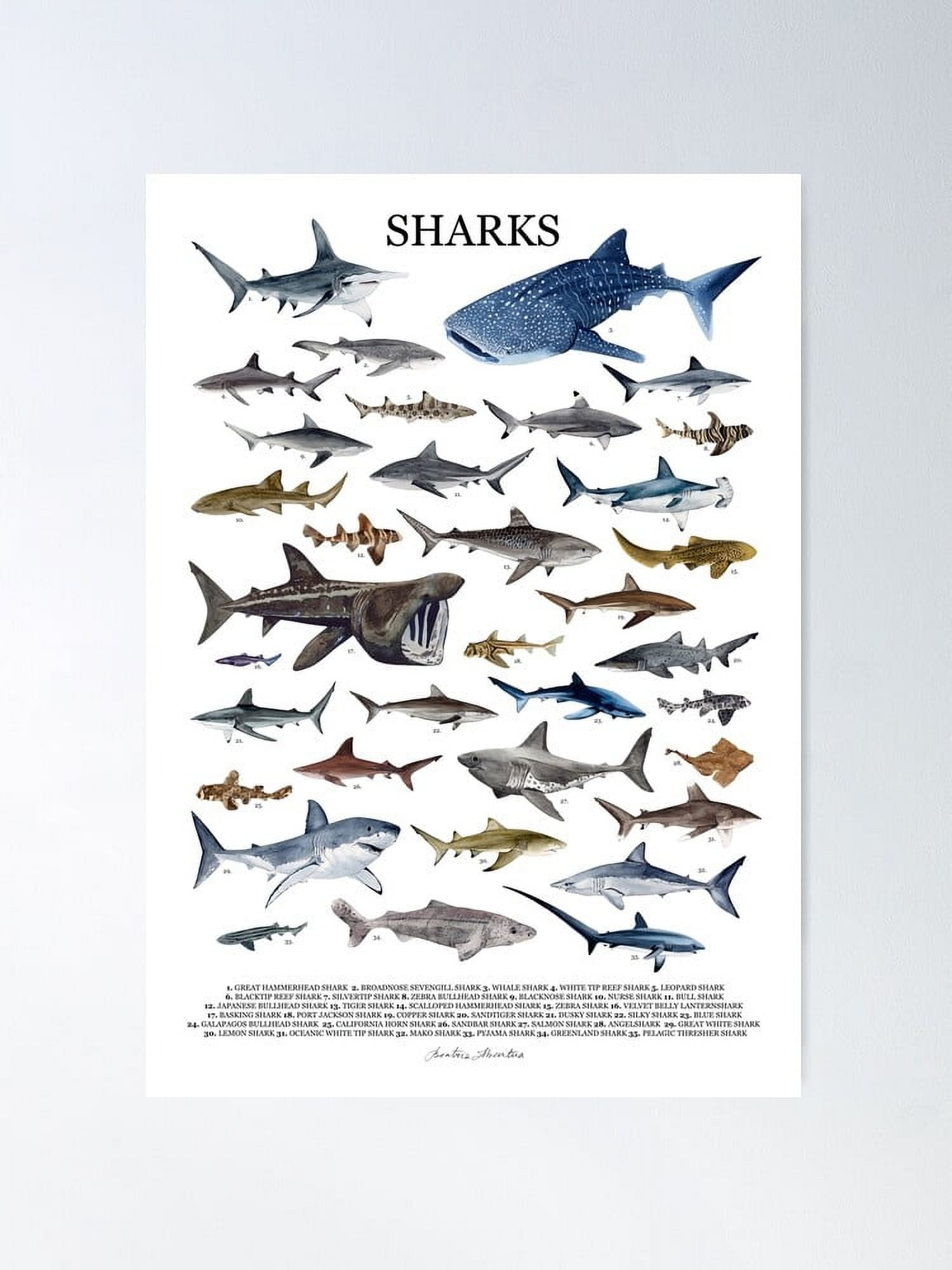 Aaroca SHARKS poster with names Poster Canvas Poster - Modern Wall Art ...