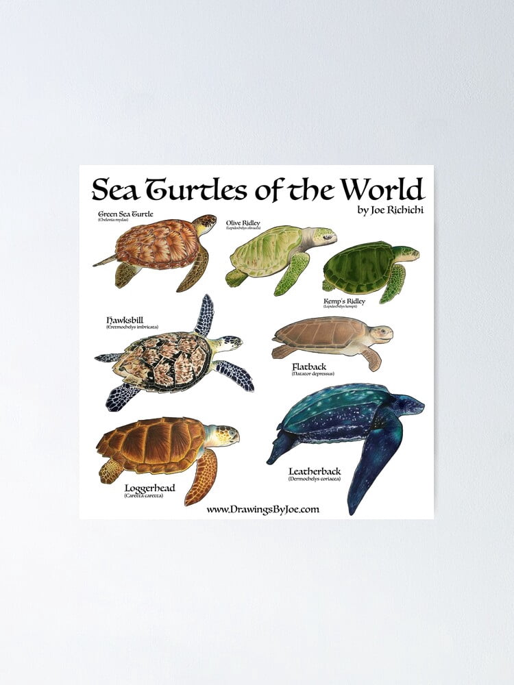 Aaroca Sea Turtles of the World Poster Canvas Poster - Modern Wall Art ...