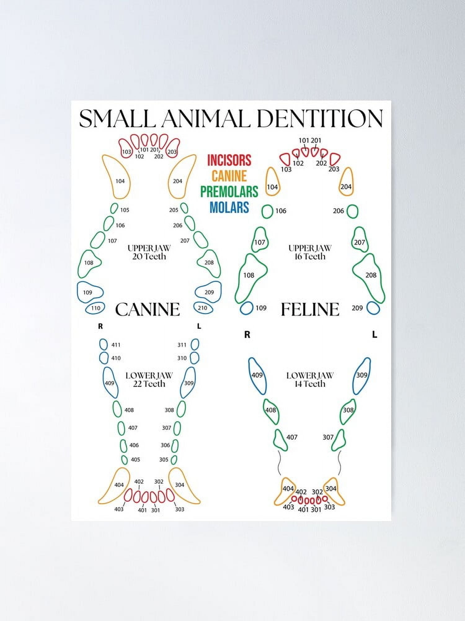 Aaroca Small Animal Dental Chart Poster Canvas Poster - Modern Wall Art ...