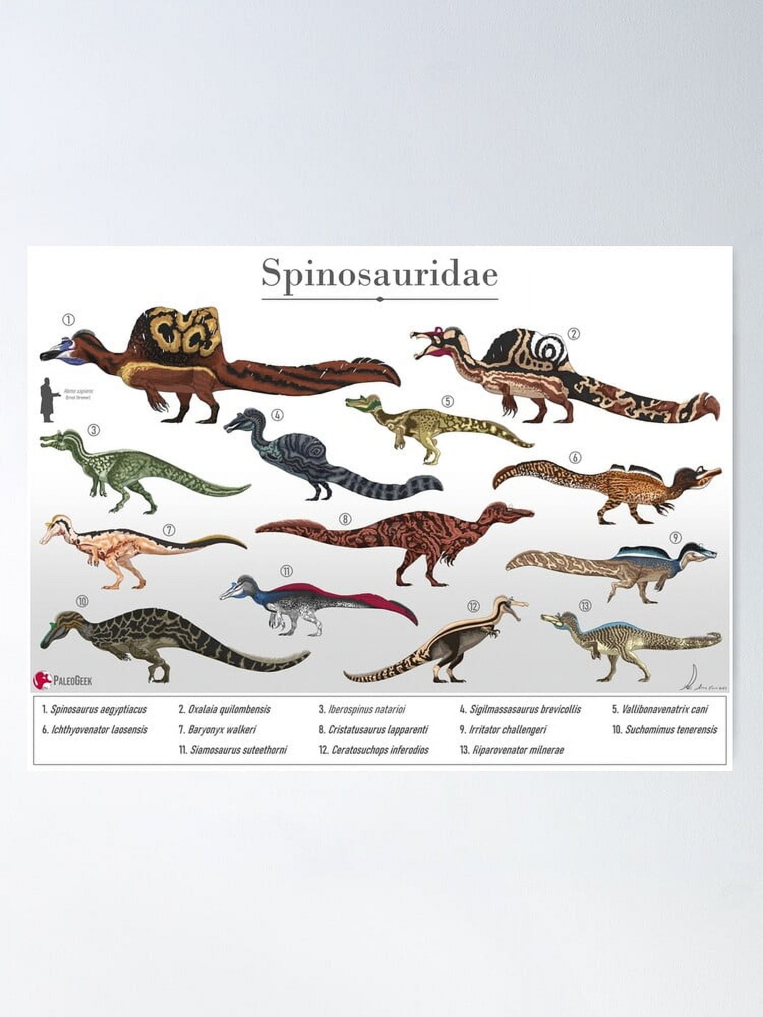 Aaroca Spinosauridae Family Size Chart Poster Canvas Poster - Modern ...