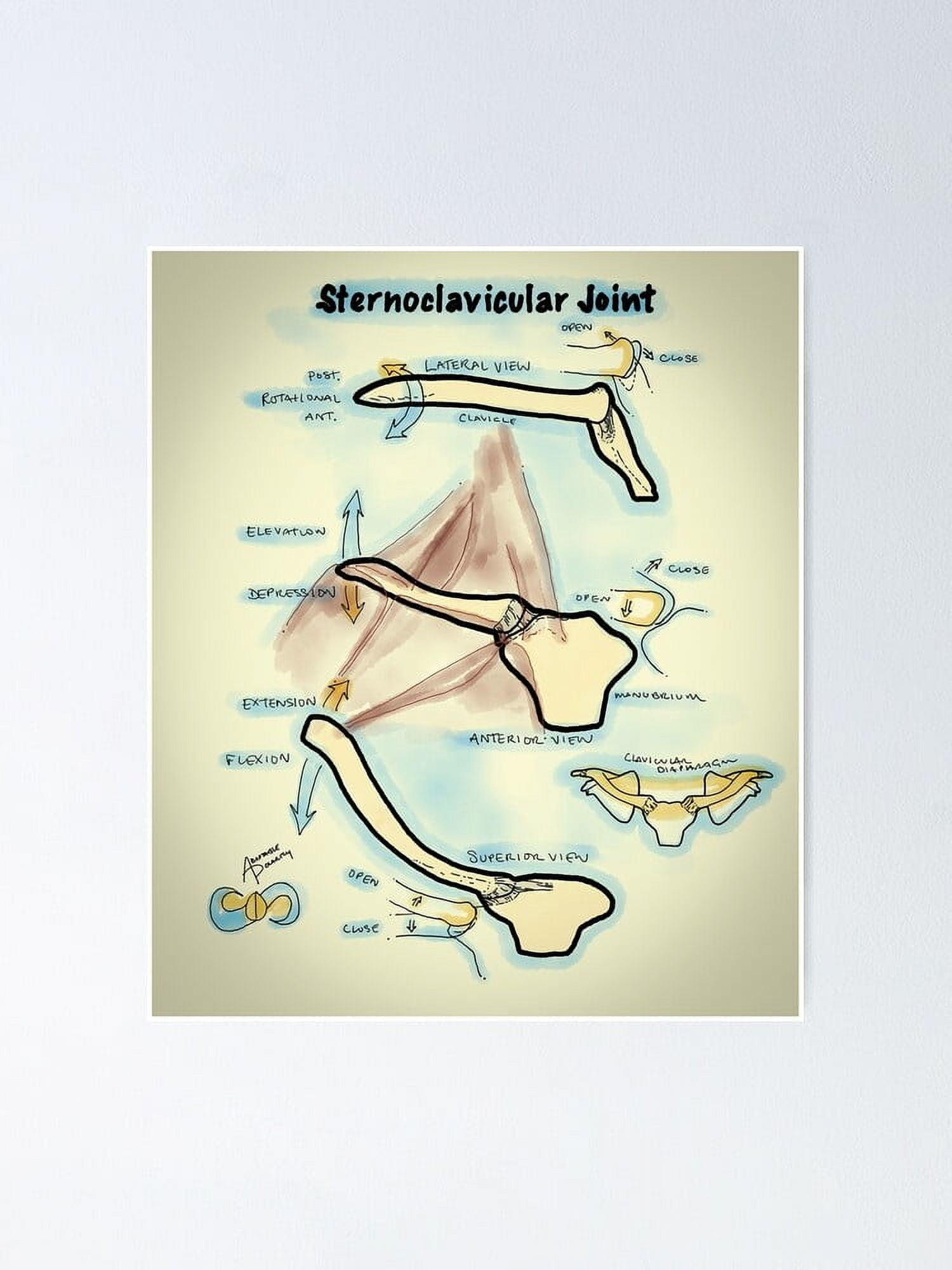 Aaroca Sternoclavicular Joint Poster Artwork Decor for Living Room ...