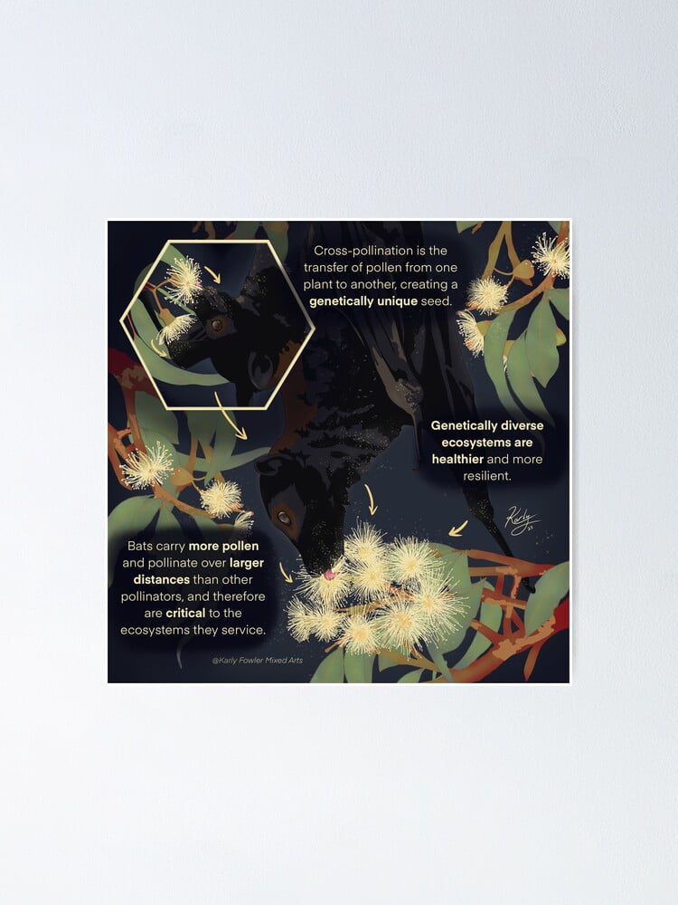 Aaroca The importance of flying foxes as pollinators Poster Painting ...