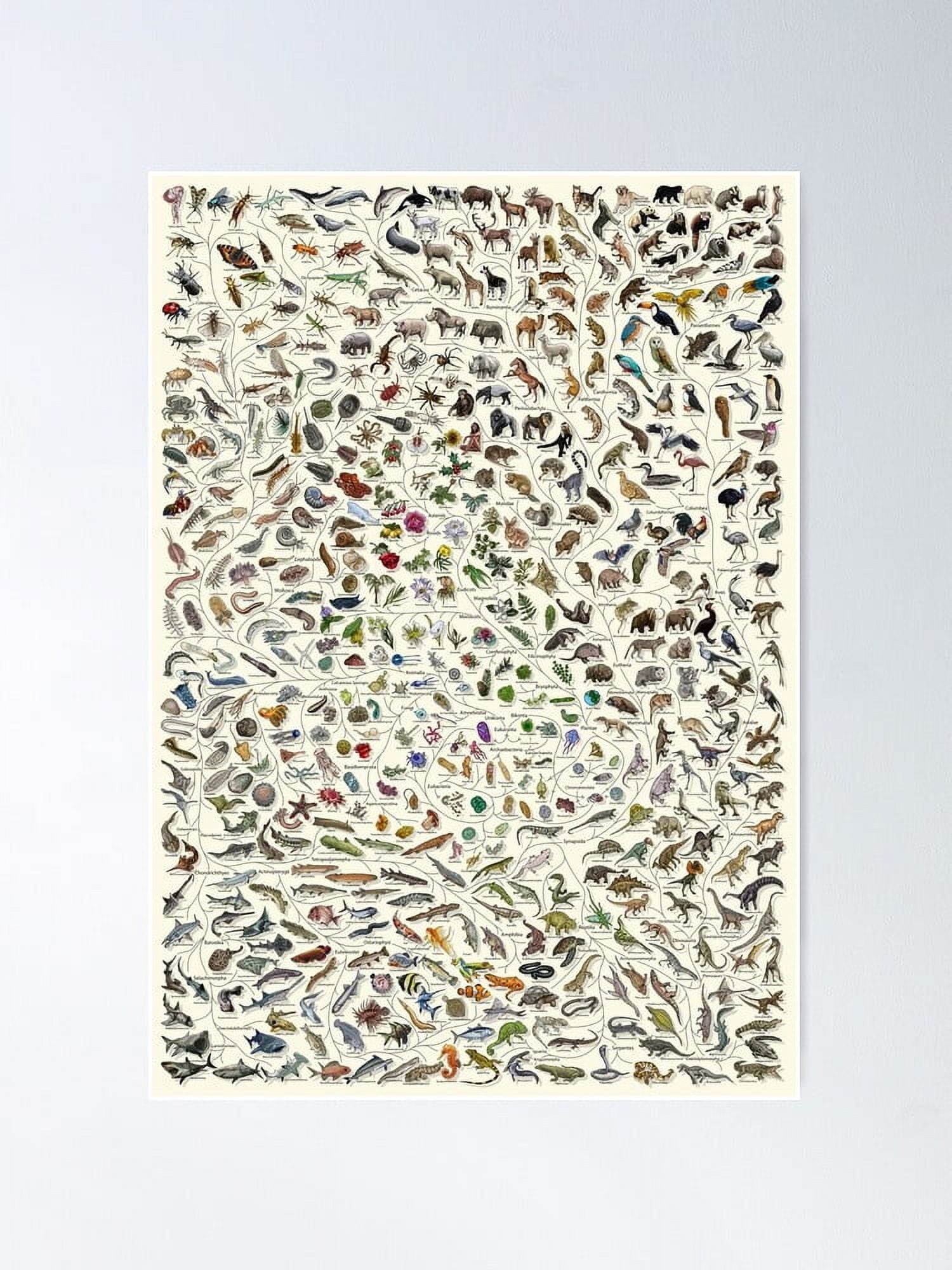 Aaroca Tree of Life Poster - Animal and Plant Evolution - Colour ...
