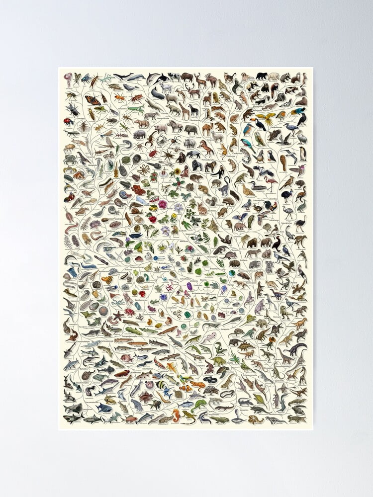 Aaroca Tree of Life Poster - Animal and Plant Evolution - Colour ...