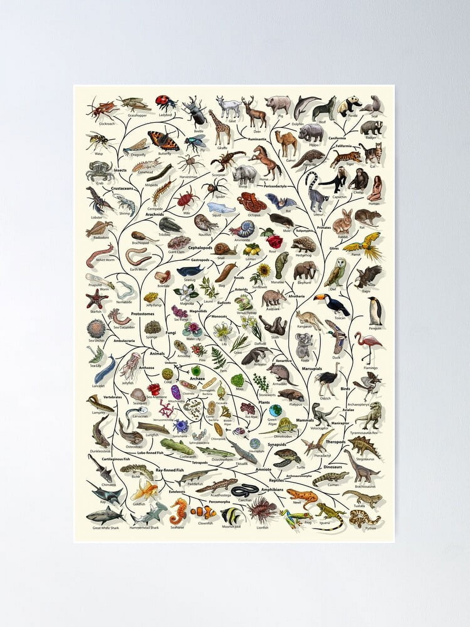 Aaroca Tree of Life Poster - Animal and Plant Evolution - English ...