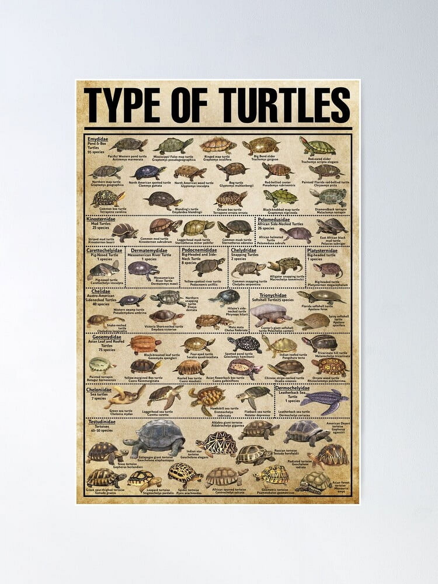Aaroca Type of Turtles, Turtle Treasures: Discovering the Depths of ...
