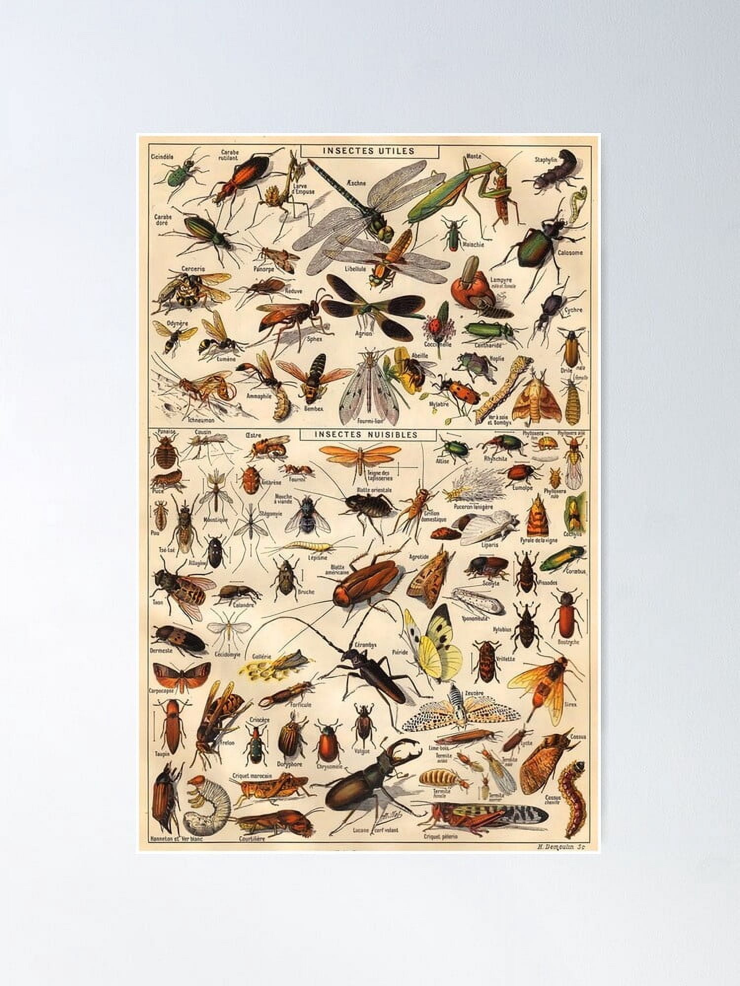 Aaroca Types of Insects Butterflies Poster Canvas Poster - Modern Wall ...