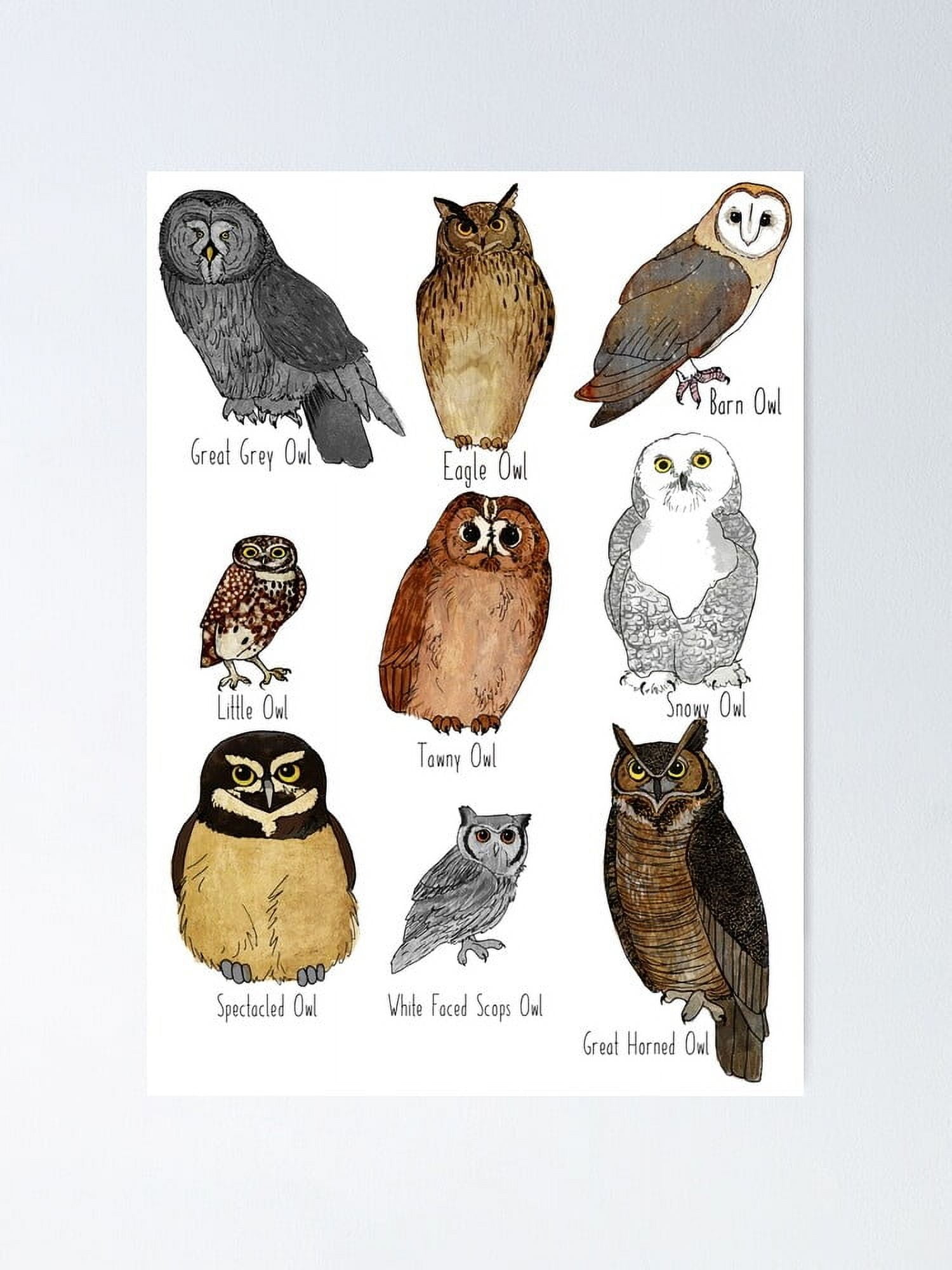 Aaroca Types of Owl Poster Painting Artwork Modern Home Decorations ...