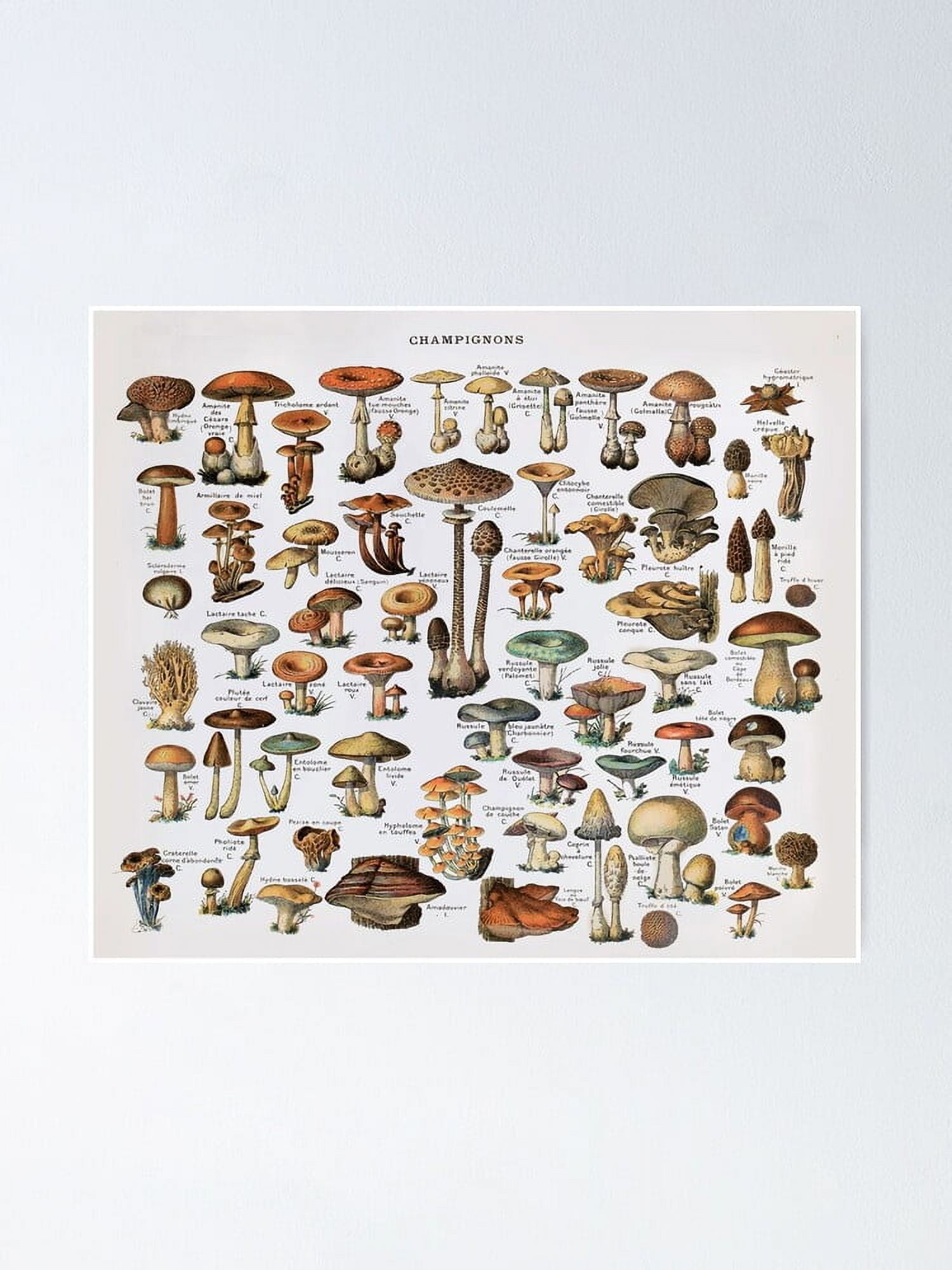 Aaroca Vintage Edible Mushroom Chart (Unframed) Classic Decoration for ...