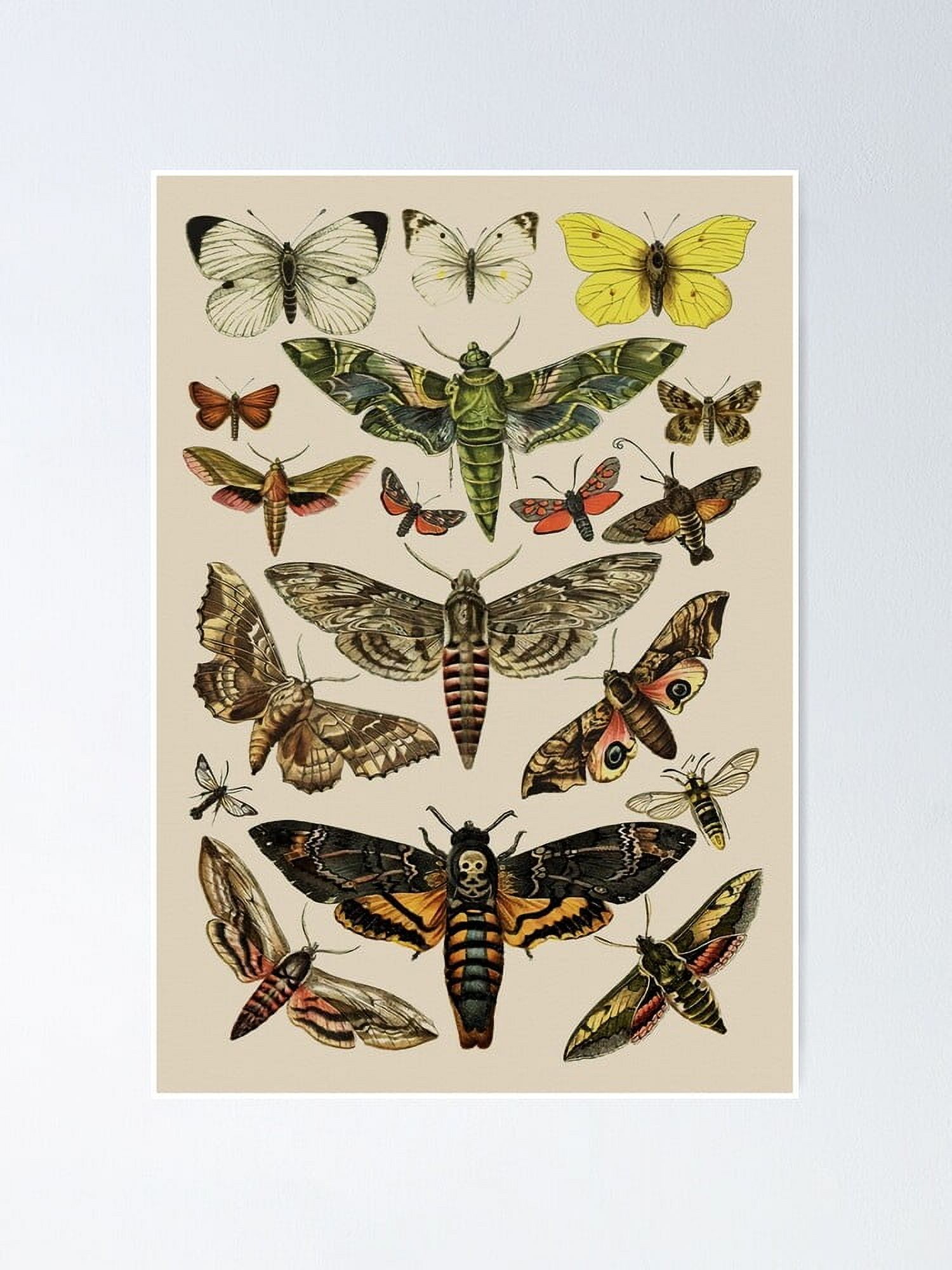 Aaroca Vintage Scientific Moth Reference Charts (Unframed) Classic ...