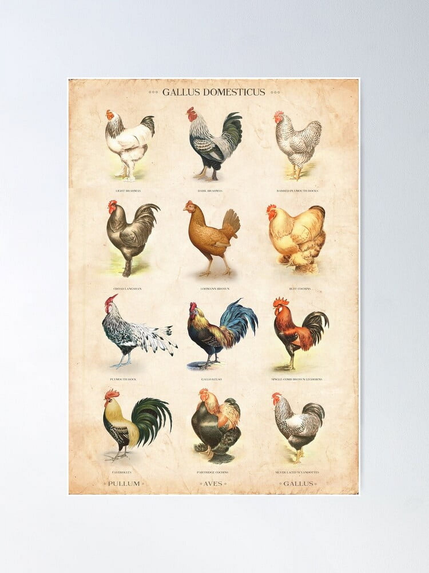 Aaroca Vintage chicken breed chart Poster Canvas Poster - Modern Wall ...