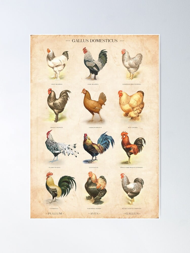 Aaroca Vintage chicken breed chart Poster Canvas Poster - Modern Wall ...