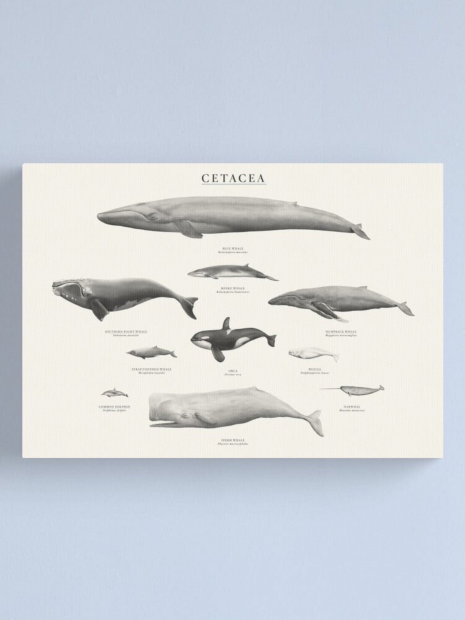 Aaroca new Cetacea Canvas Print Canvas Posters Unframed - Walmart.com