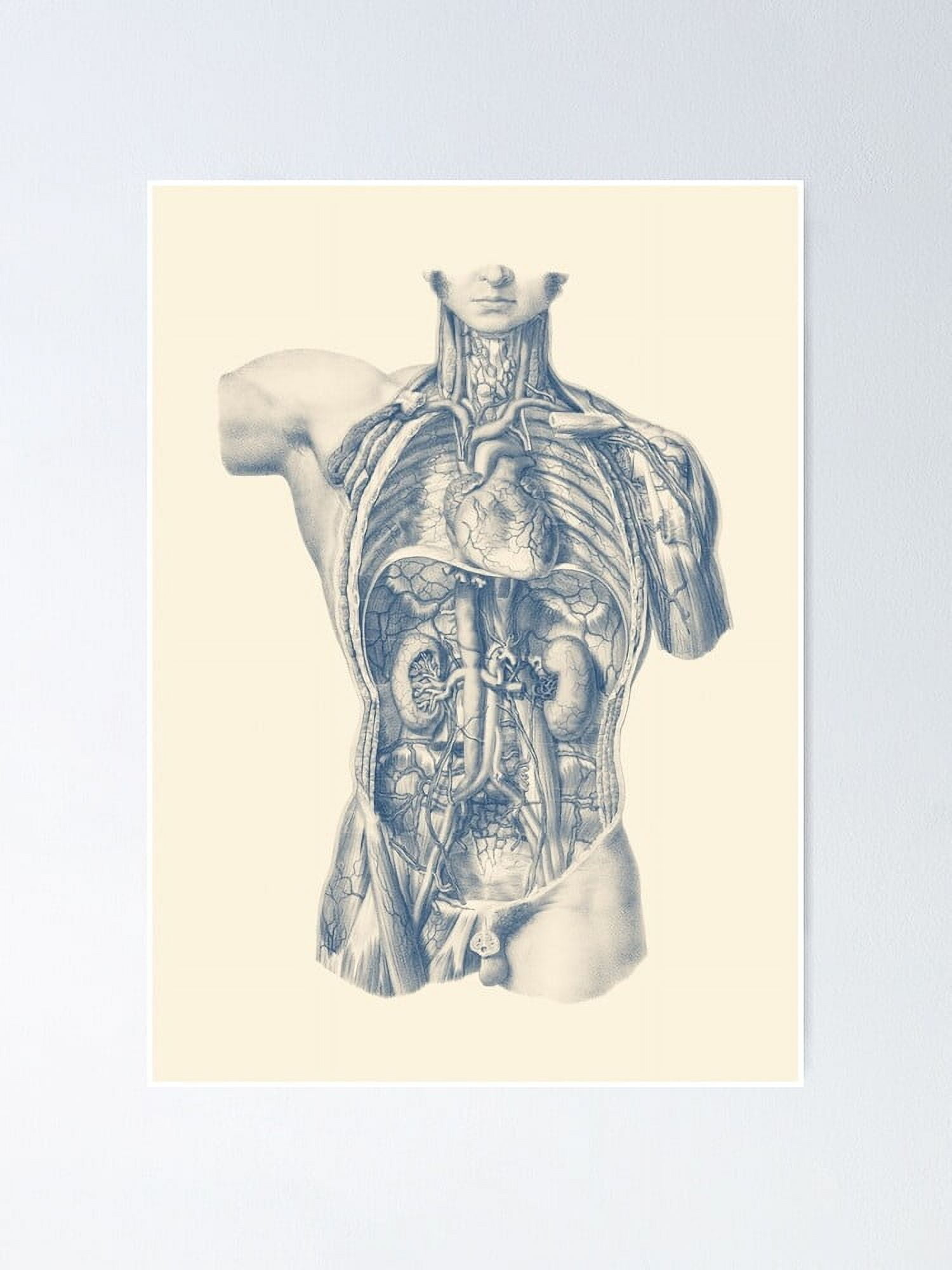 Aaroca new Interior Venous and Circulatory Systems Unframed Classic ...