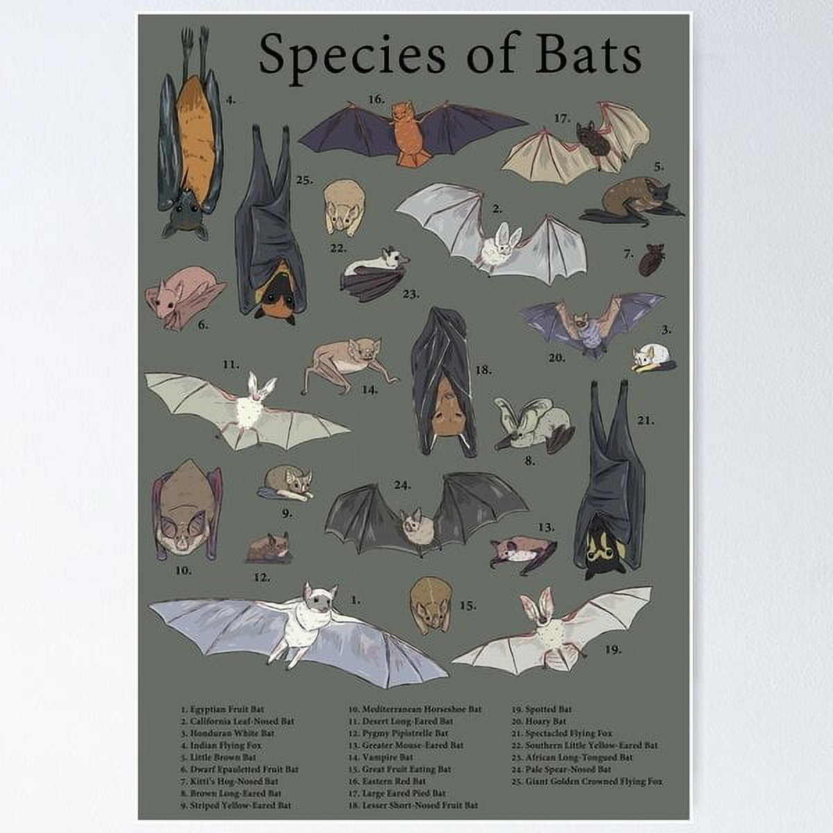 AatoeaX 25 Species of Bats Poster PosterAesthetic Home Decor – Perfect ...