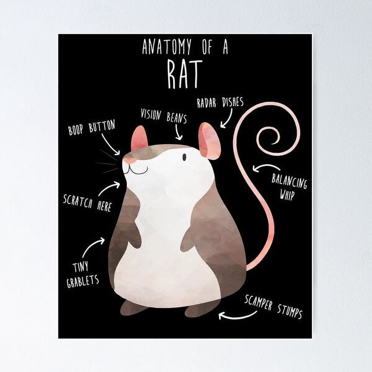 AatoeaX Anatomy of a Rat Poster Aesthetic Home Decor – Perfect for Gallery Walls or Gifts,12"x18 ...