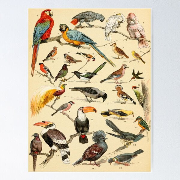 AatoeaX Birds Vintage Scientific Illustration of Animals Labeled ...