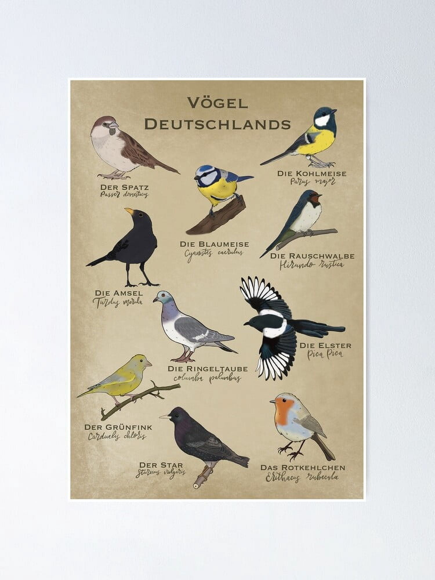 AatoeaX Birds of Germany Poster Modern Wall Art Canvas Poster ...