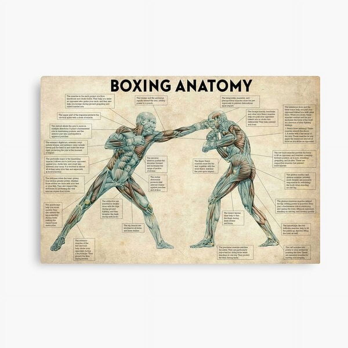 AatoeaX Boxing Anatomy - Anatomy Of a Boxer - Martial Art Boxing Anatomy - Boxing Anatomy Study ...