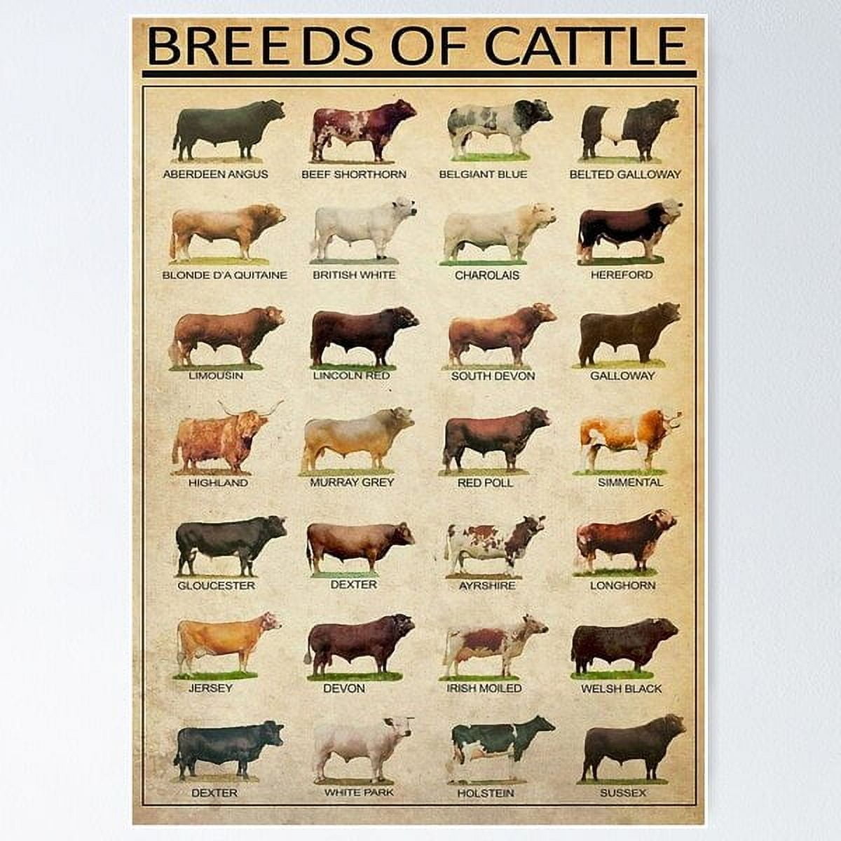 AatoeaX Breeds Of Beef Cattle Poster PosterAesthetic Home Decor ...