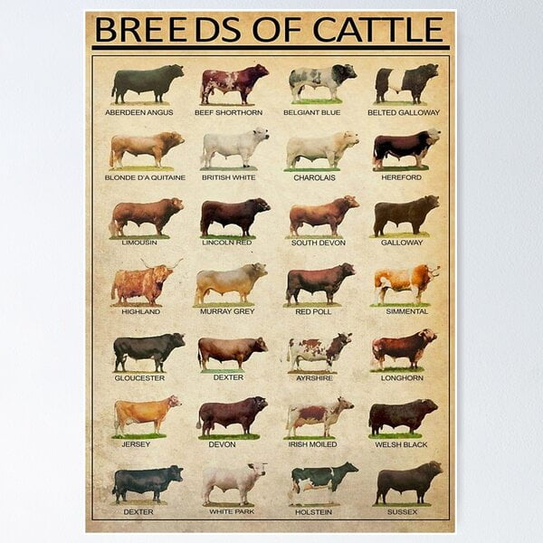 AatoeaX Breeds Of Beef Cattle Poster PosterAesthetic Home Decor ...