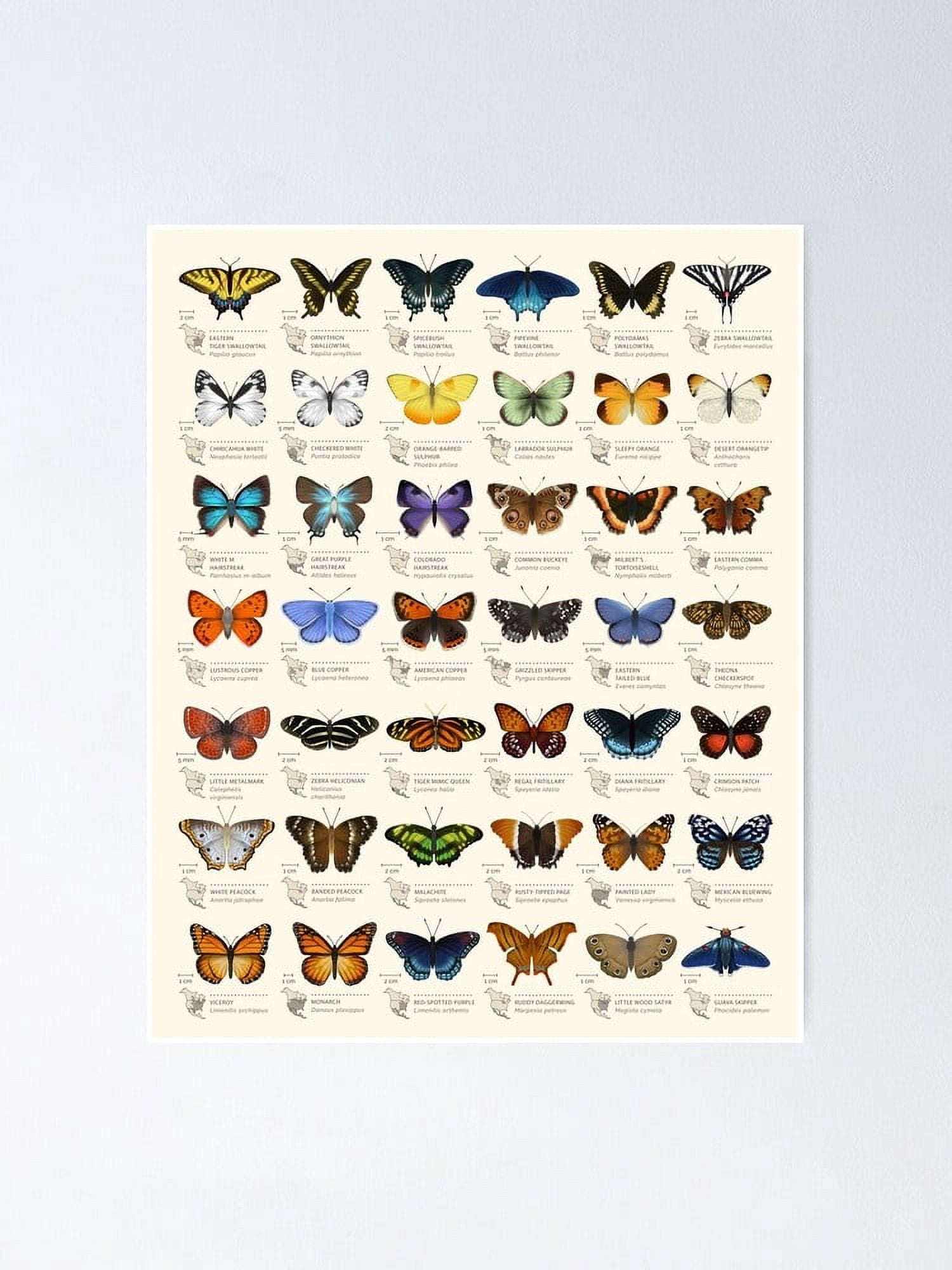 AatoeaX Butterflies of North America Poster Modern Wall Art Canvas ...