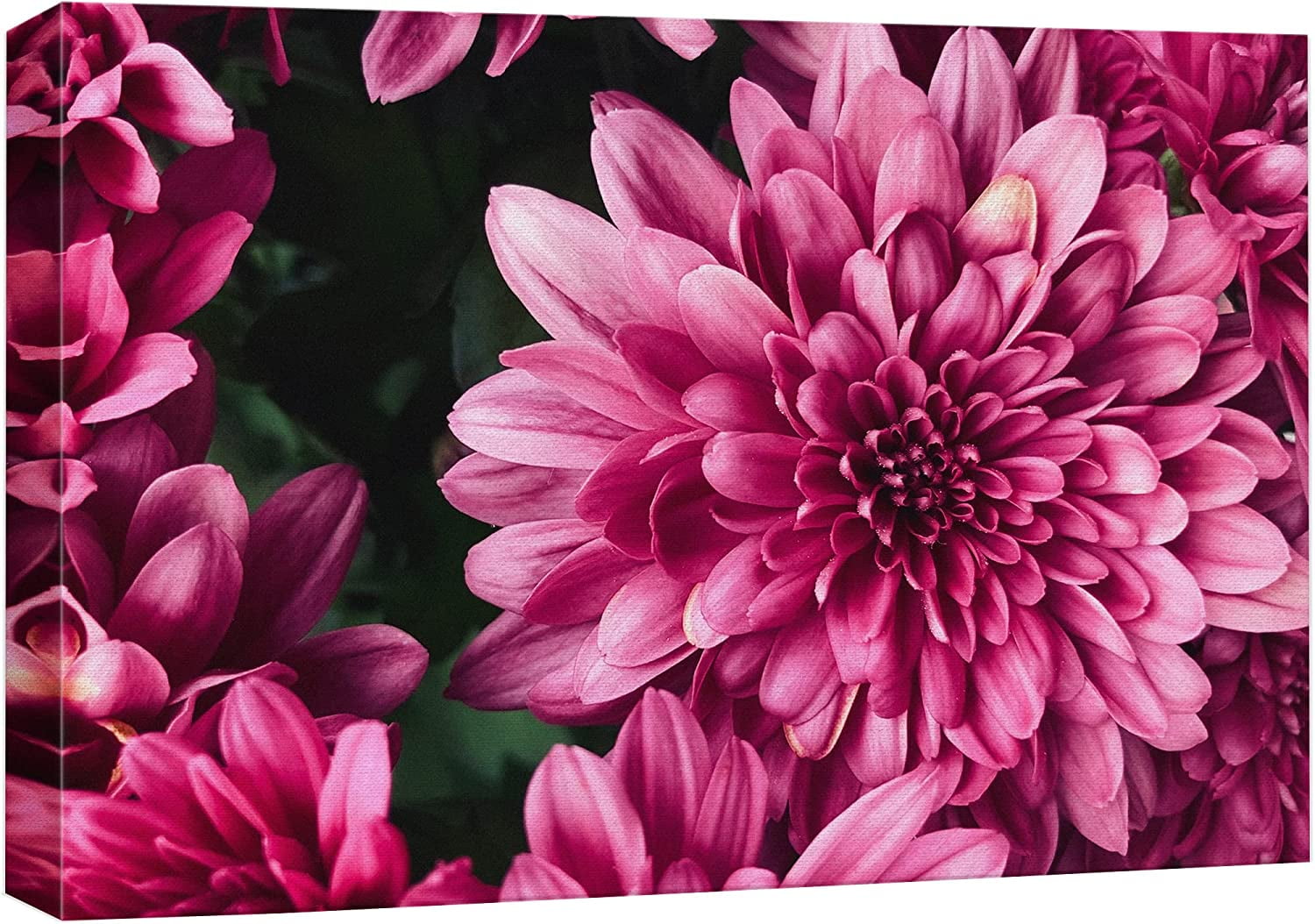 AatoeaX Canvas Print Wall Art Close Up Neon Hot Pink Gerbera Flower ...