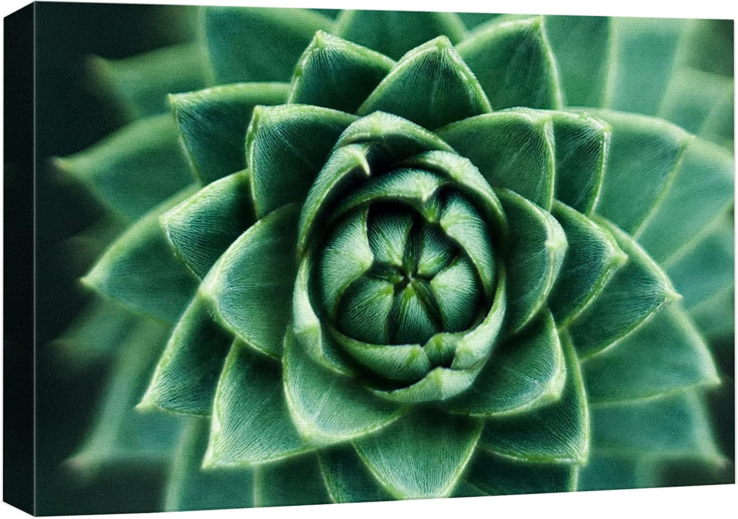 AatoeaX Canvas Print Wall Art Closeup of Green Haworthia Succulent ...