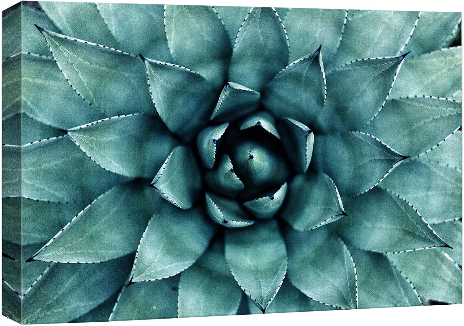 AatoeaX Canvas Print Wall Art Closeup of Teal Rose Succulent Floral ...