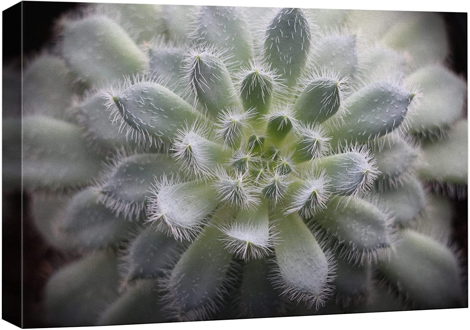 AatoeaX Canvas Print Wall Art Fuzzy Echeveria Setosa Desert Succulent ...