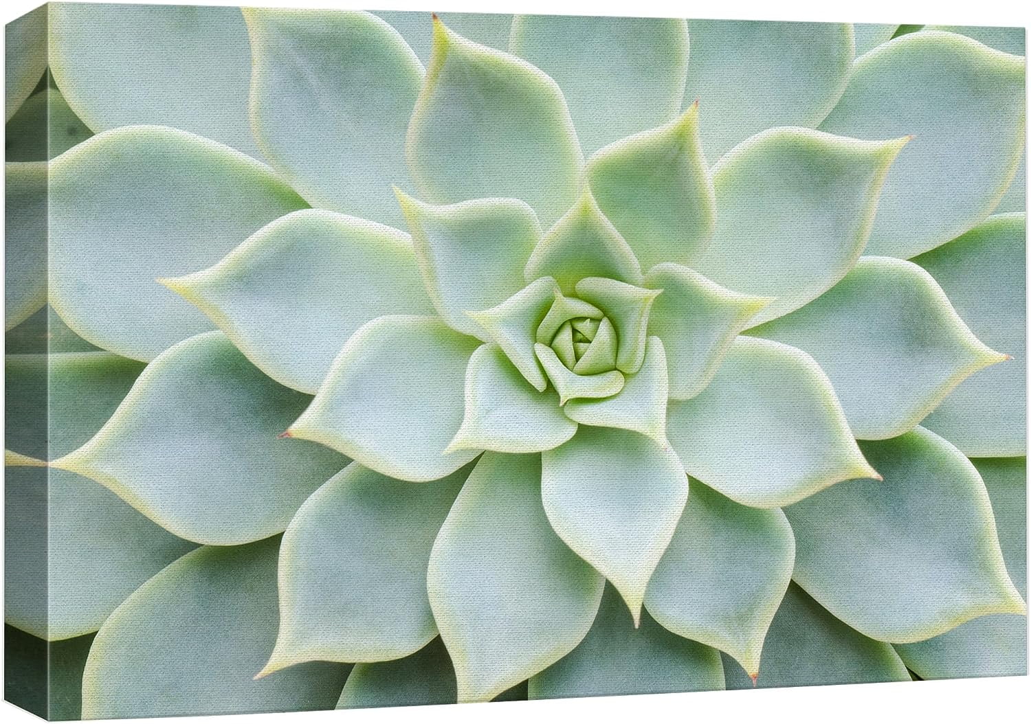 AatoeaX Canvas Print Wall Art Green Rose Succulent Nature Wilderness ...
