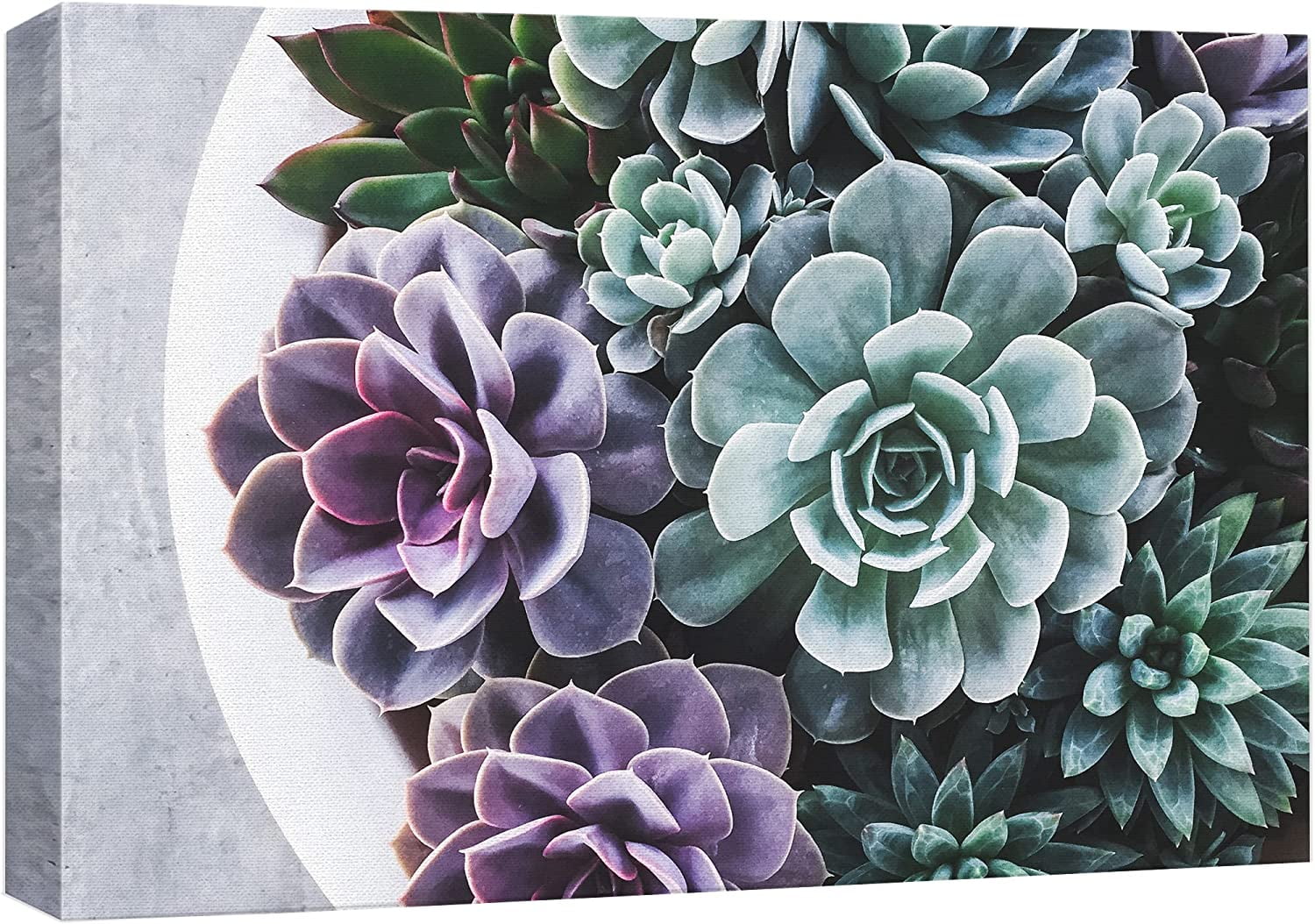AatoeaX Canvas Print Wall Art Purple Green Pearl Echeveria Succulents ...
