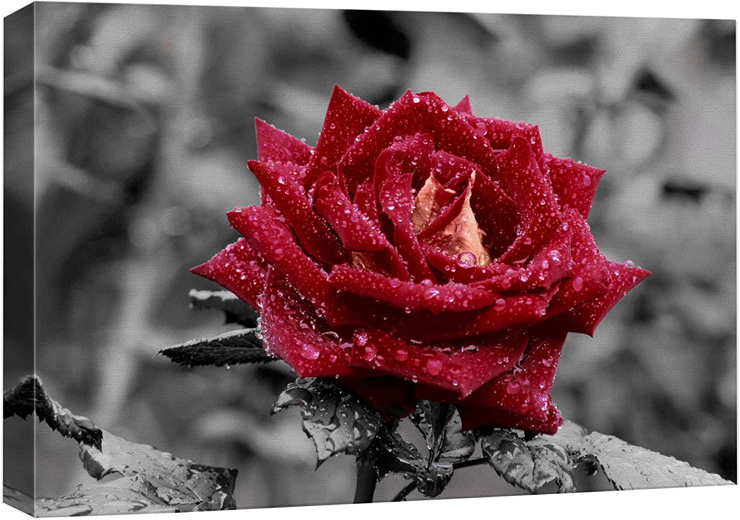 AatoeaX Canvas Print Wall Art Red Rose Close Up with Water Droplets ...