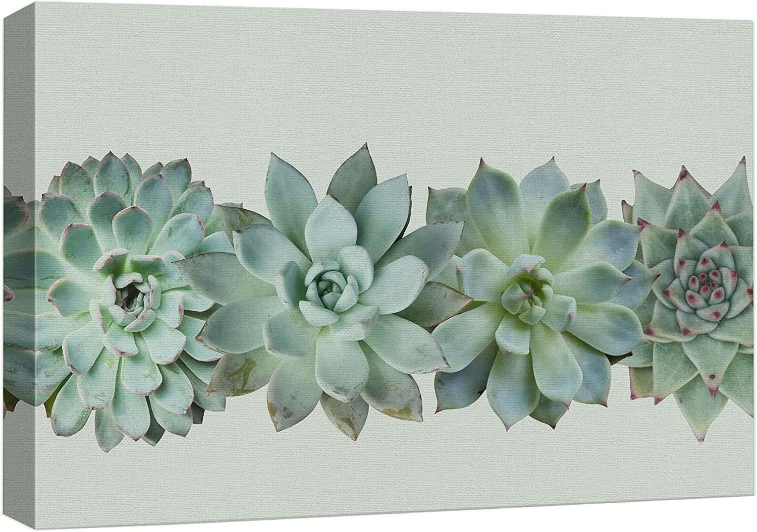 AatoeaX Canvas Print Wall Art Variety of Green Desert Succulents Floral ...