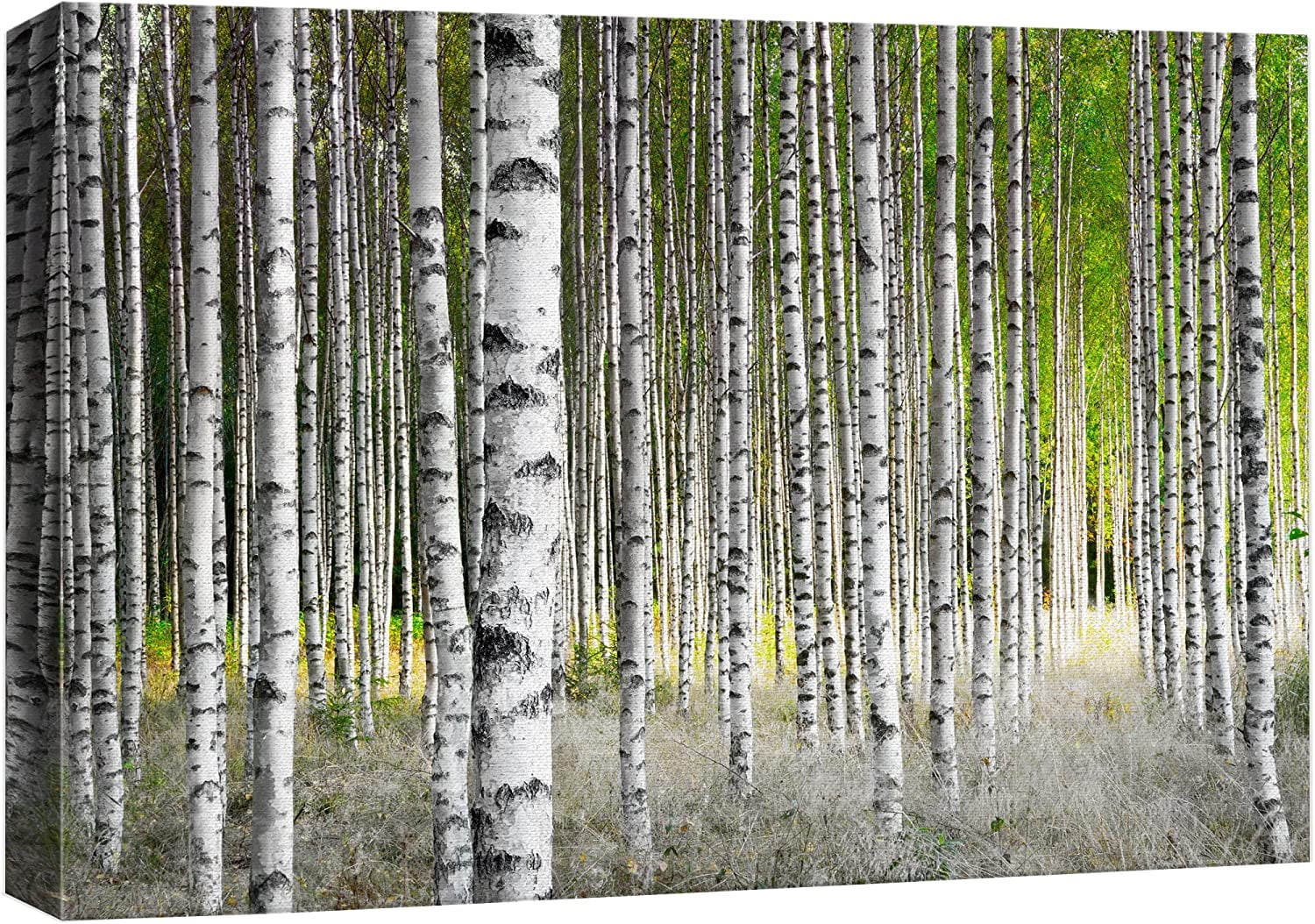 AatoeaX Canvas Print Wall Art White Birch Trees in Green Forest Nature ...