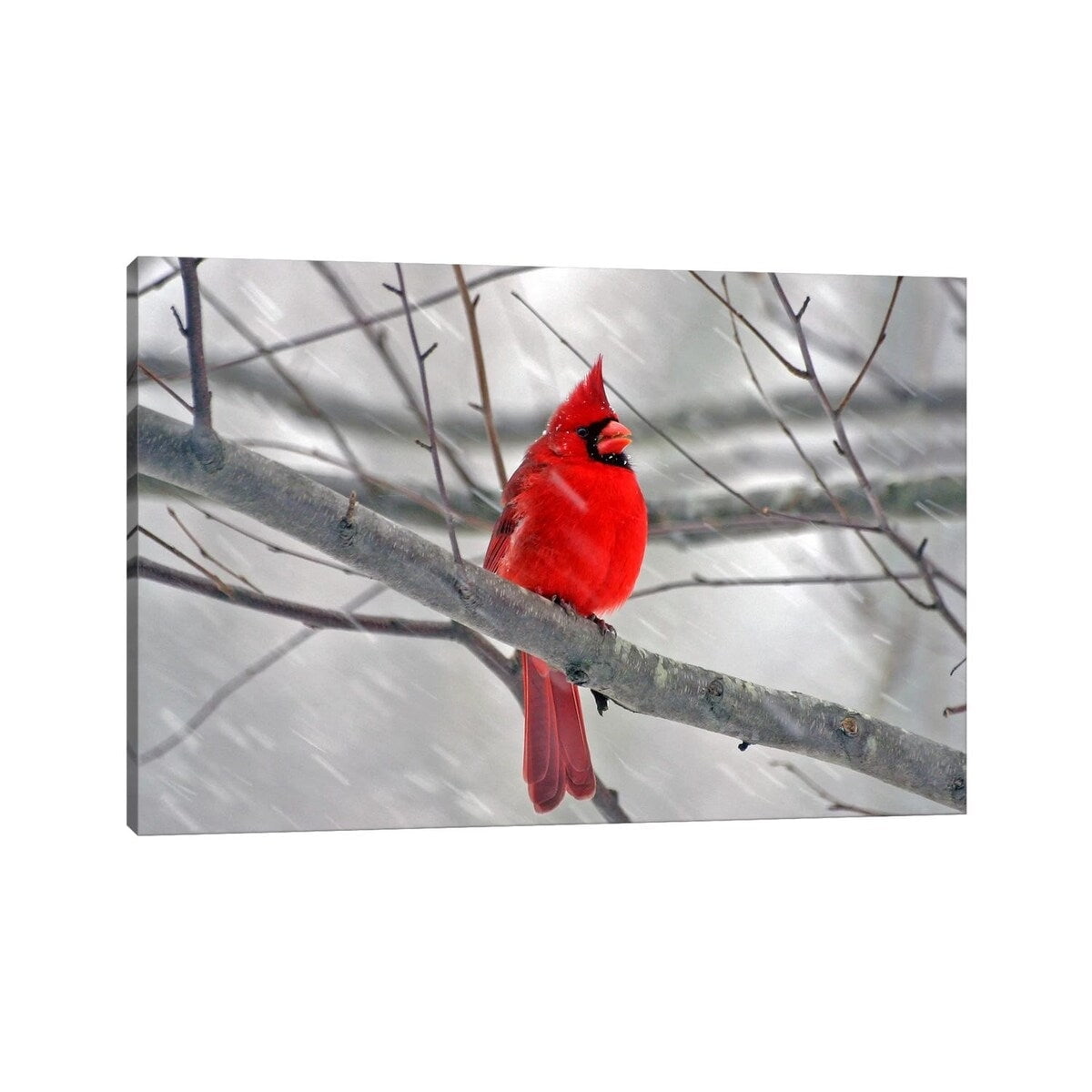 AatoeaX "Cardinal Bird" Canvas Print Modern Wall Art Canvas Poster ...