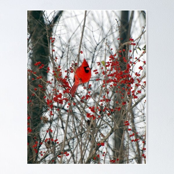 AatoeaX Cardinal Poster Aesthetic Home Decor – Perfect for Gallery ...